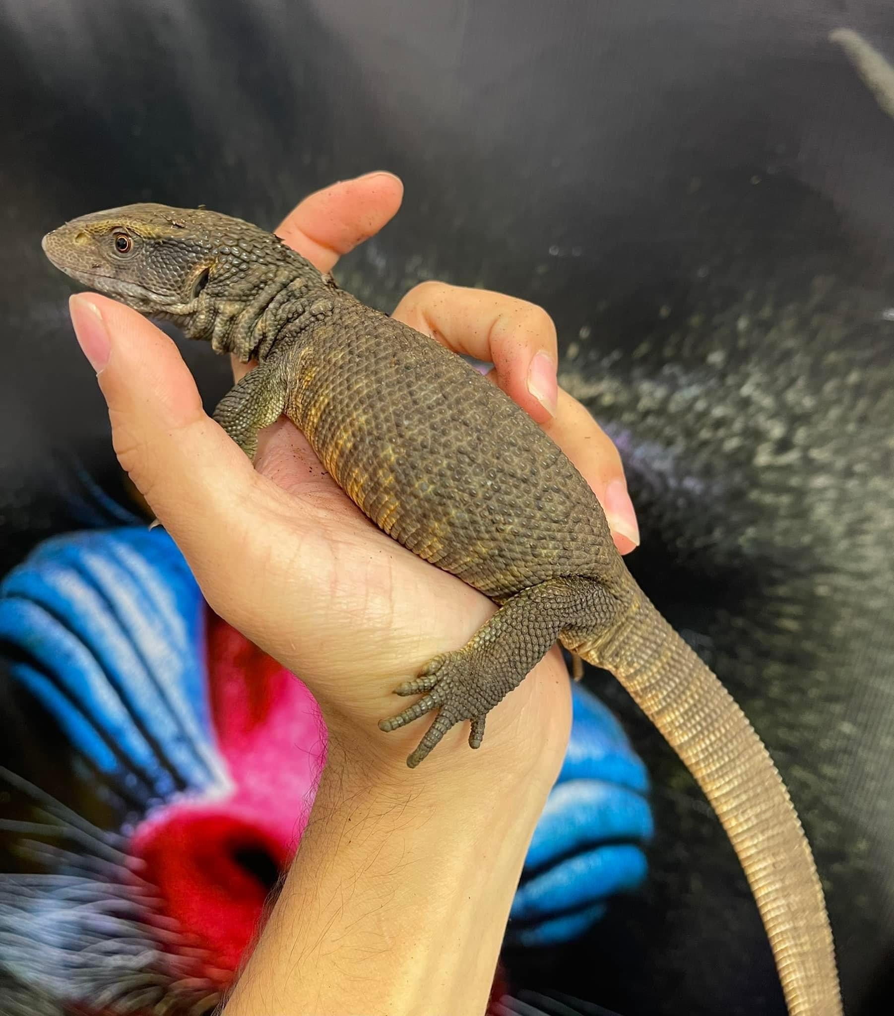Baby Savannah Monitor