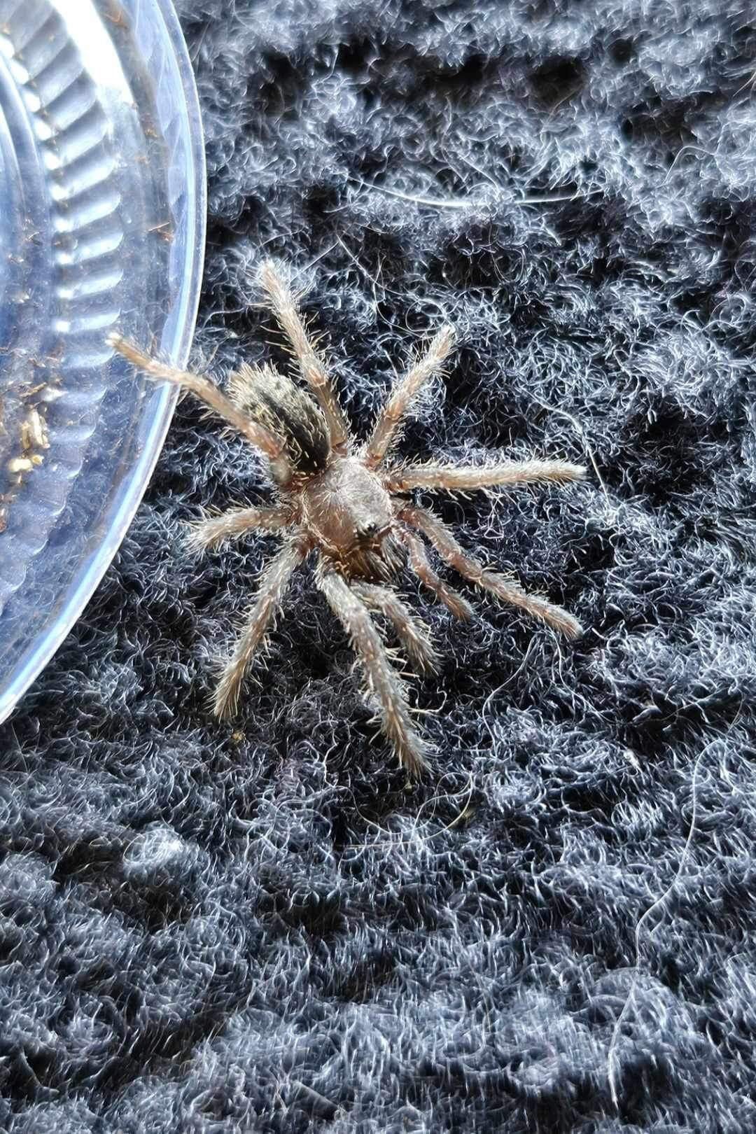 Cobalt Blue Tarantula Sling